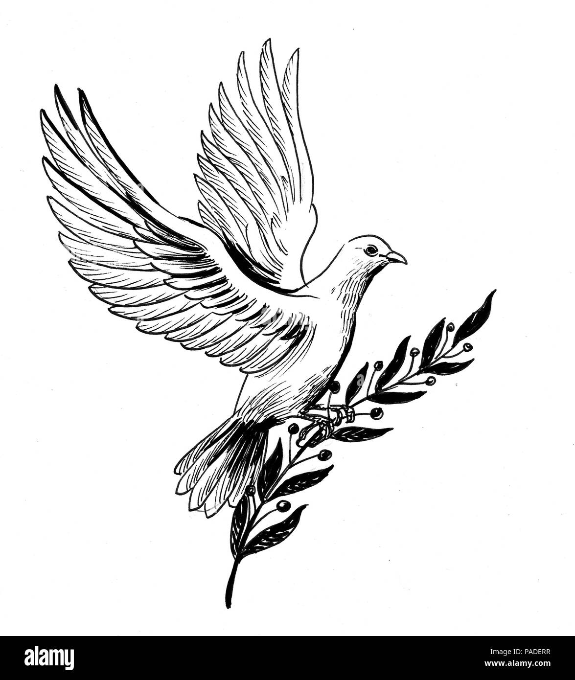 Flying colombe blanche avec une branche d'olivier. Illustration noir et ... Flying colombe blanche avec une branche d'olivier. Illustration noir et ...