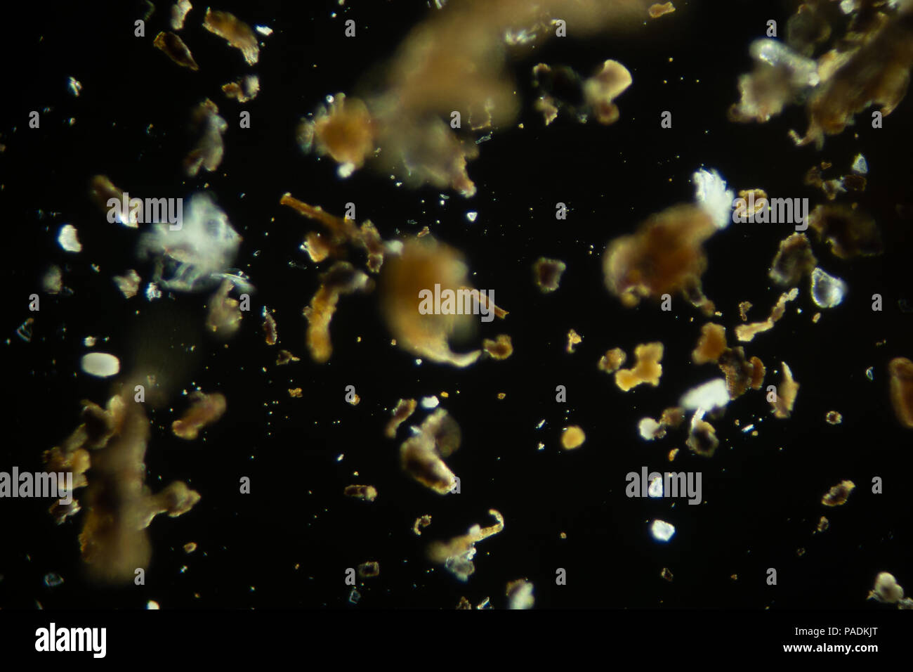 Acariens microscope Banque de photographies et d’images à haute ...