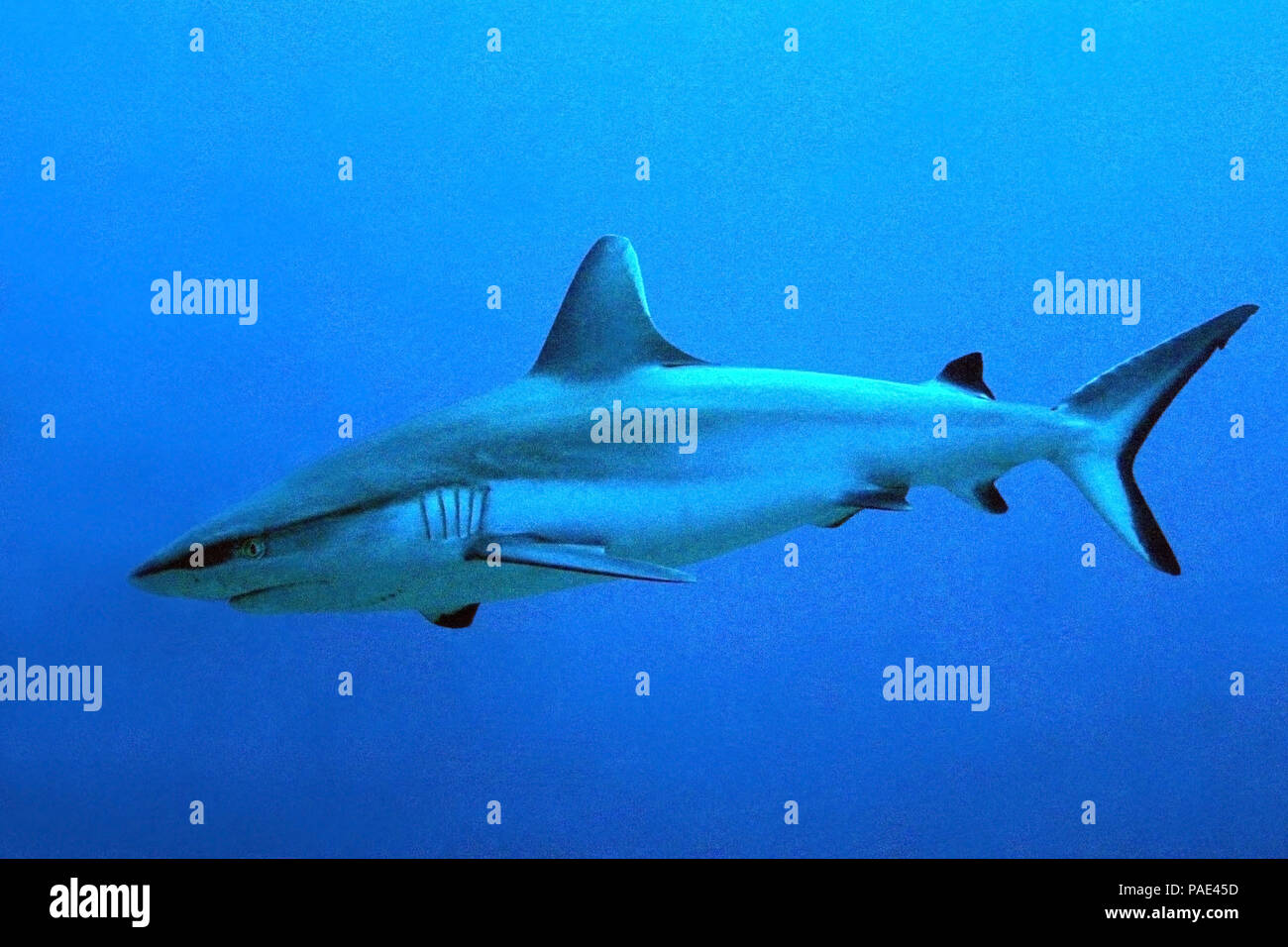 Requin gris de récif Banque de photographies et d’images à haute ...