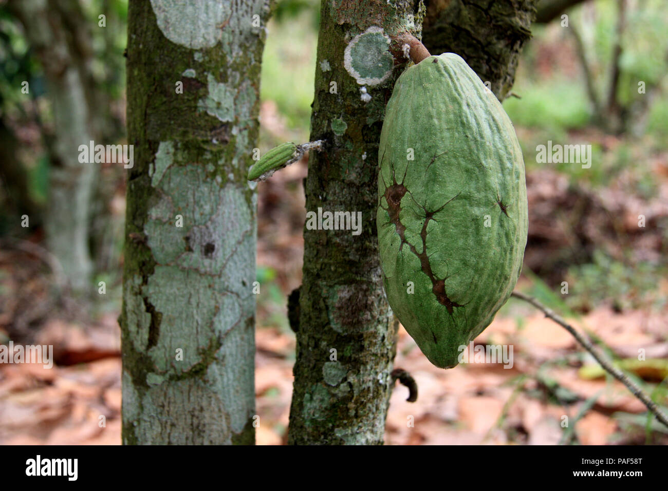 Plante De Cacao Banque d'image et photos - Alamy
