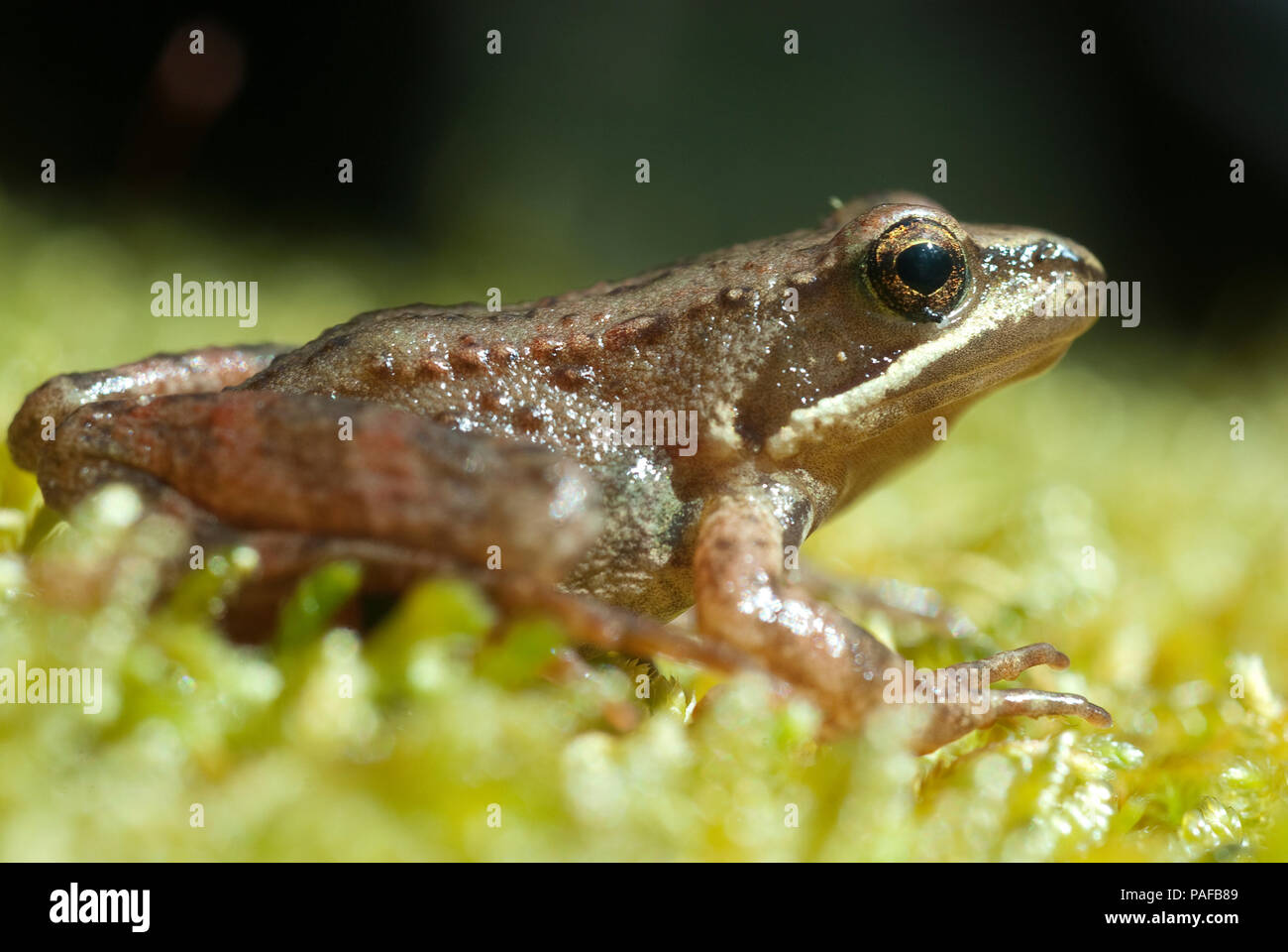 Portrait De Grenouille Banque d'image et photos - Alamy