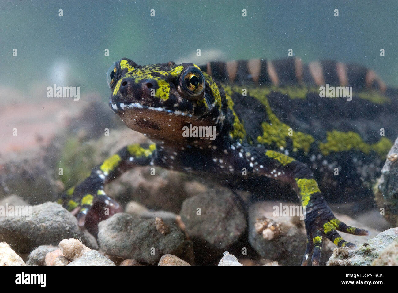 écologie des amphibiens Banque de photographies et d’images à haute ...