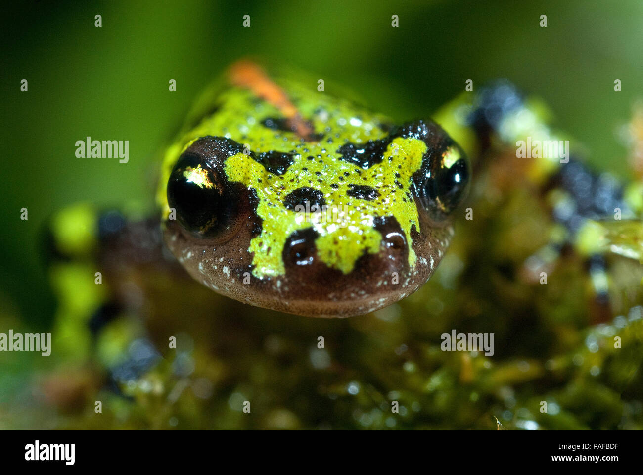 écologie des amphibiens Banque de photographies et d’images à haute ...