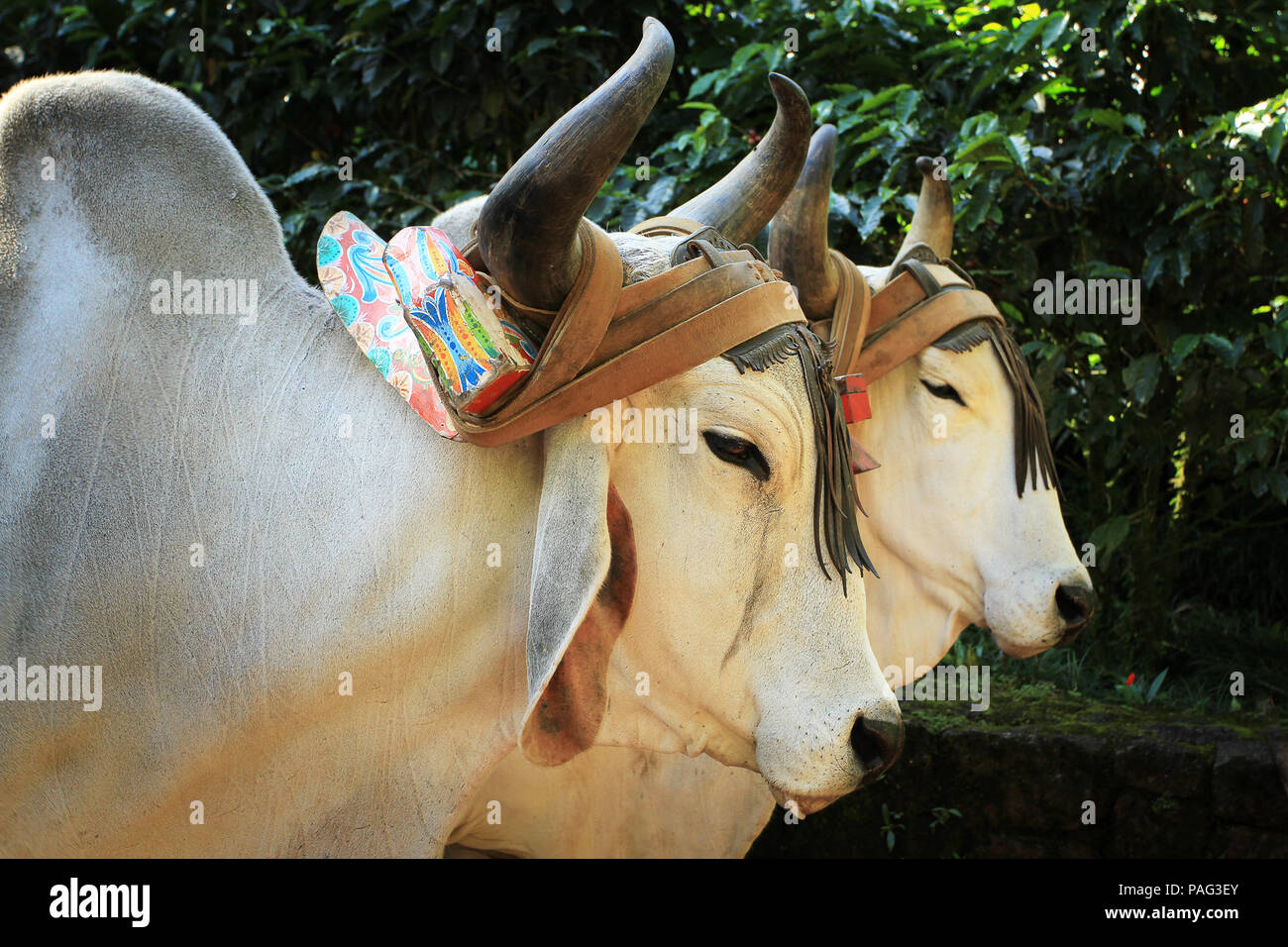 Toros de costa rica Banque de photographies et d’images à haute ...