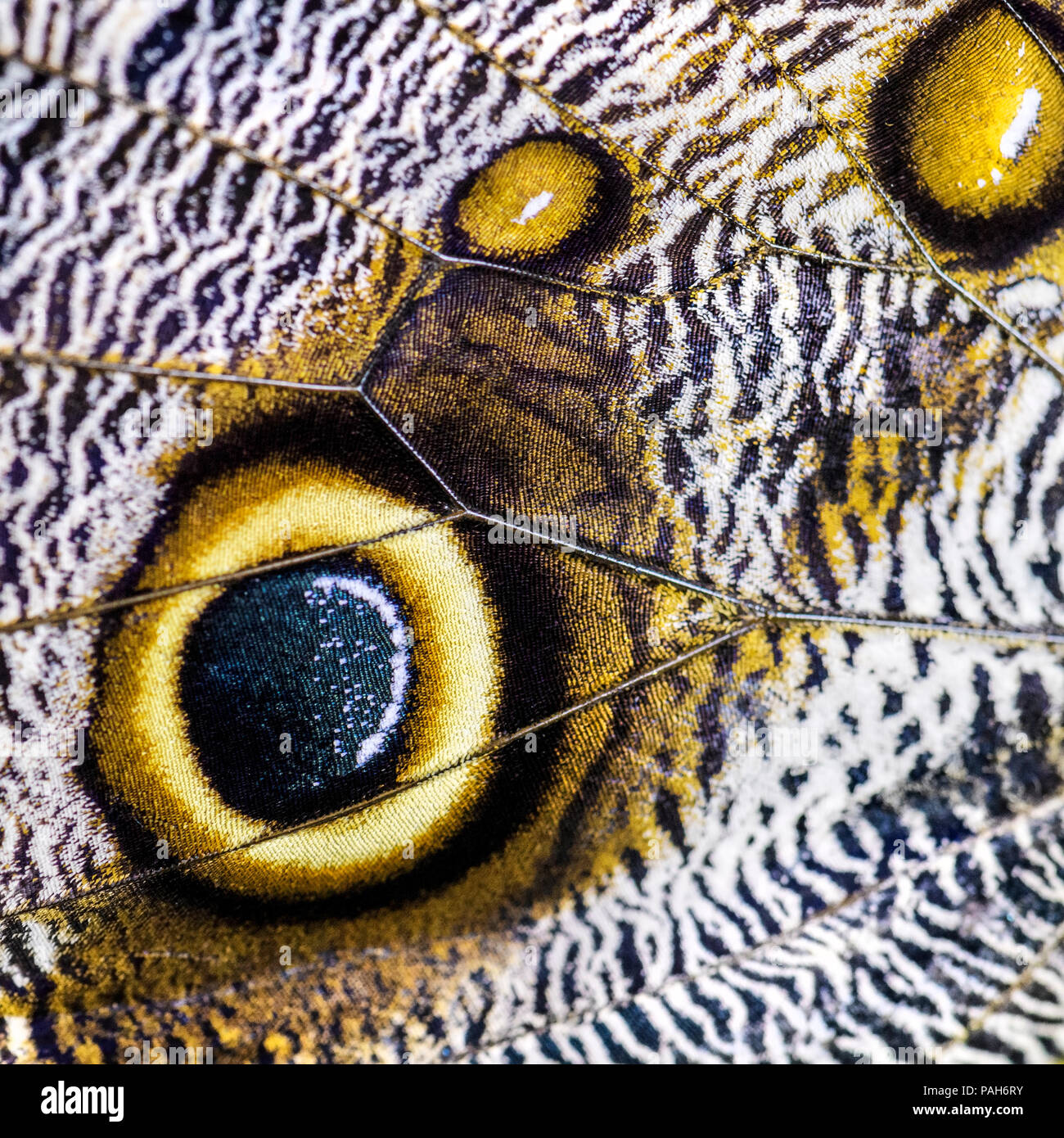 Papillon hibou géant Banque de photographies et d’images à haute ...