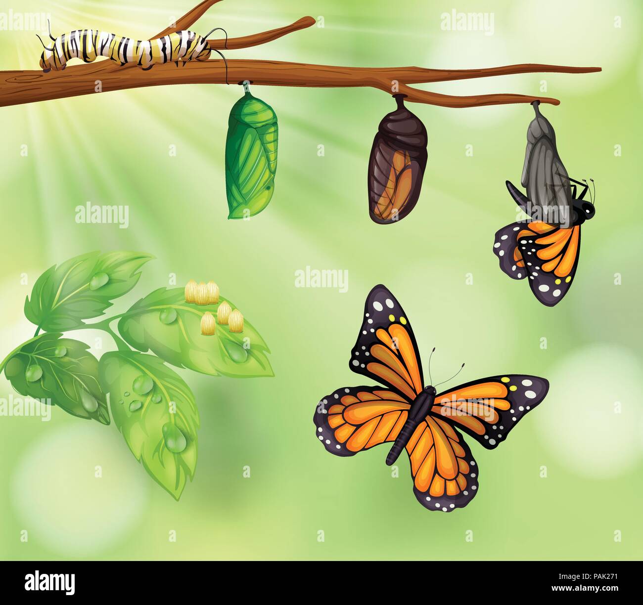 Cycle de vie papillon Banque de photographies et d’images à haute ...