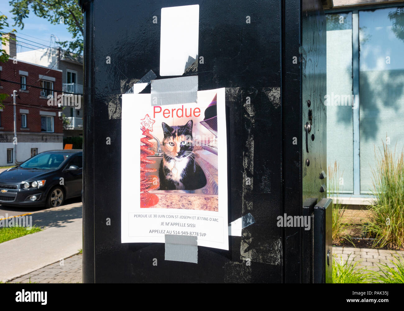Chat perdu Banque de photographies et d’images à haute résolution - Alamy