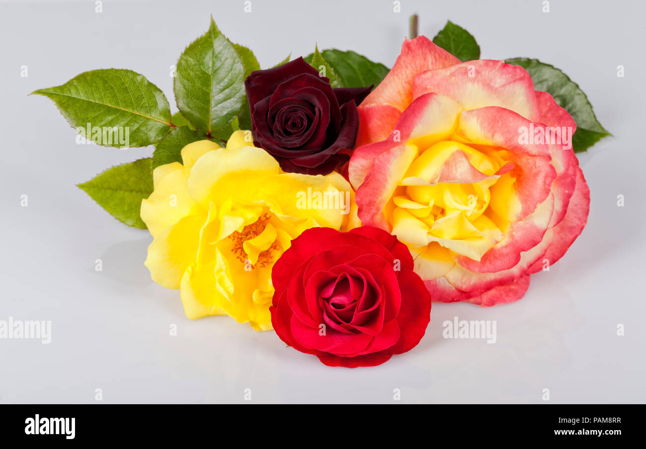 Sortes de roses Banque de photographies et d’images à haute résolution ...