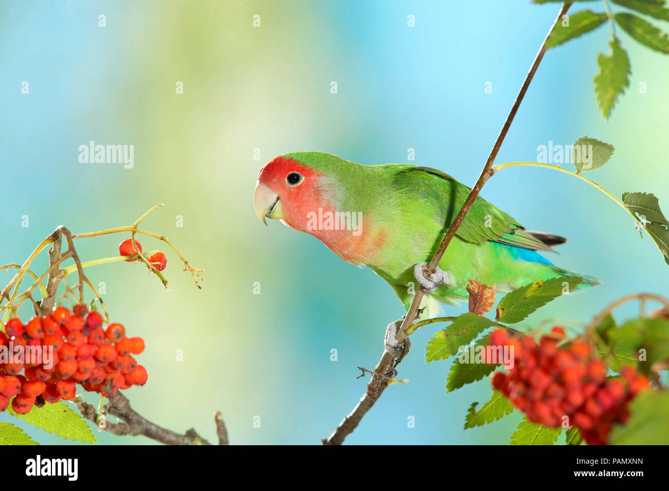 Oiseau inséparable Banque de photographies et d’images à haute ...