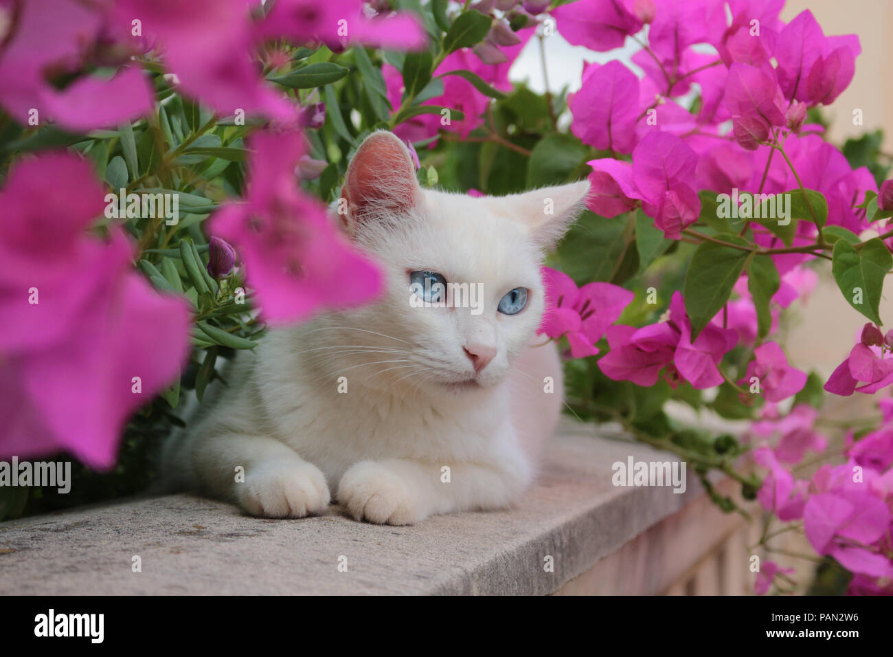 Yeux de chats fleurs Banque de photographies et d’images à haute ...