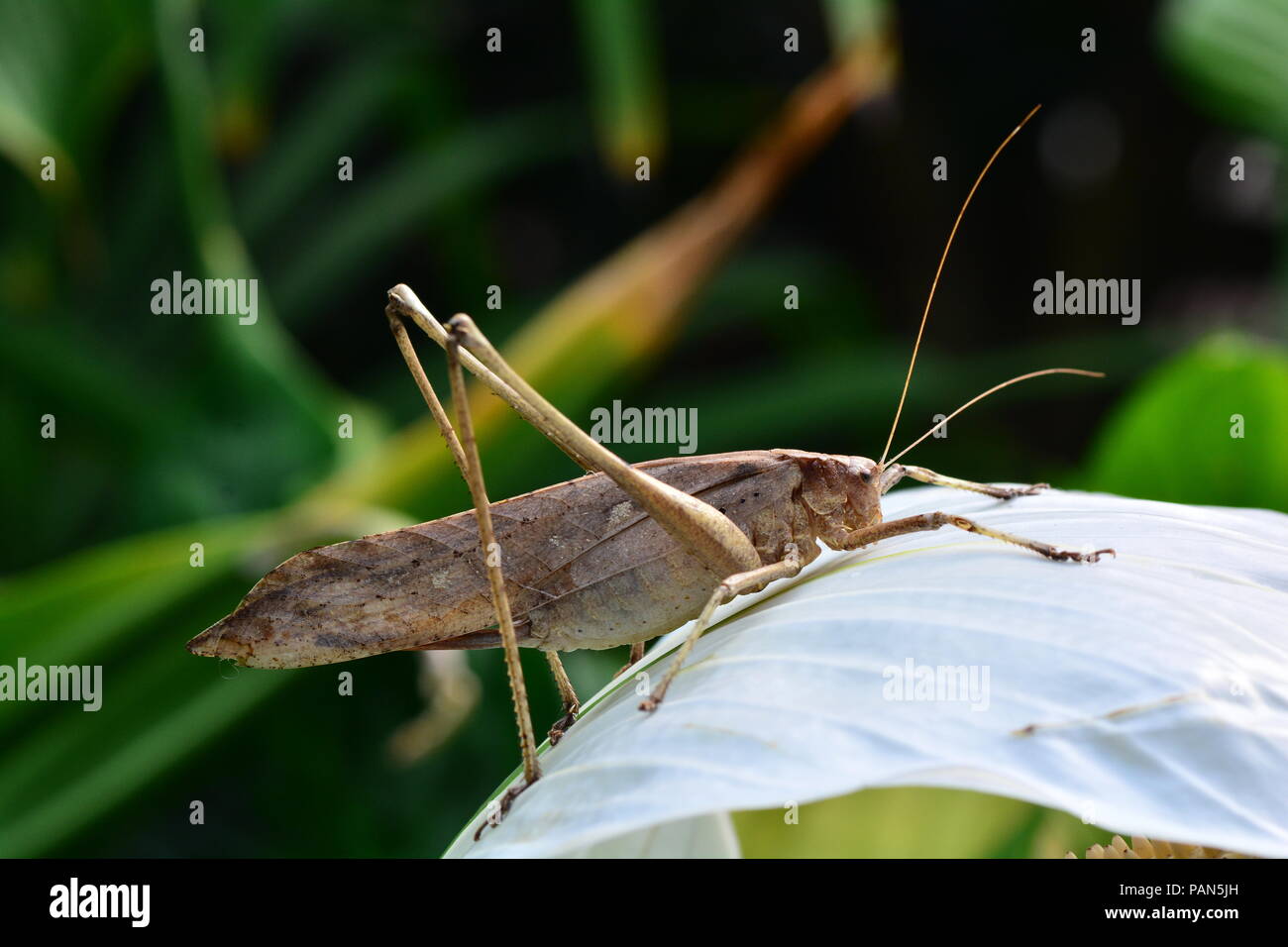 Insecte à longues pattes Banque de photographies et d’images à haute ...
