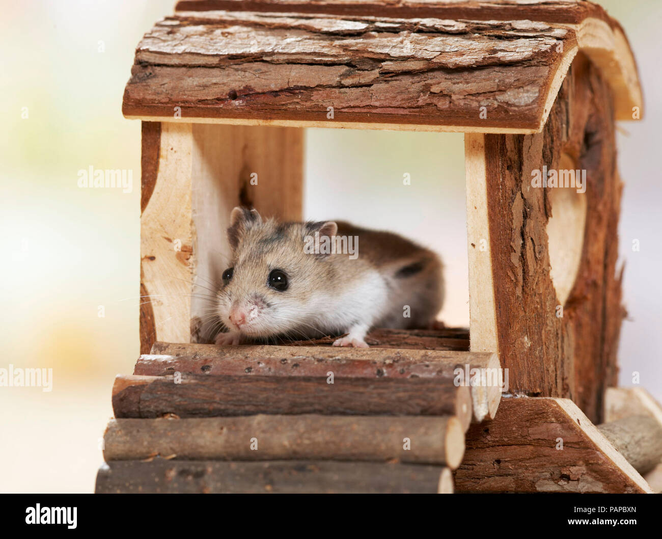 Hamster chinese cricetulus barabensis Banque de photographies et d ...