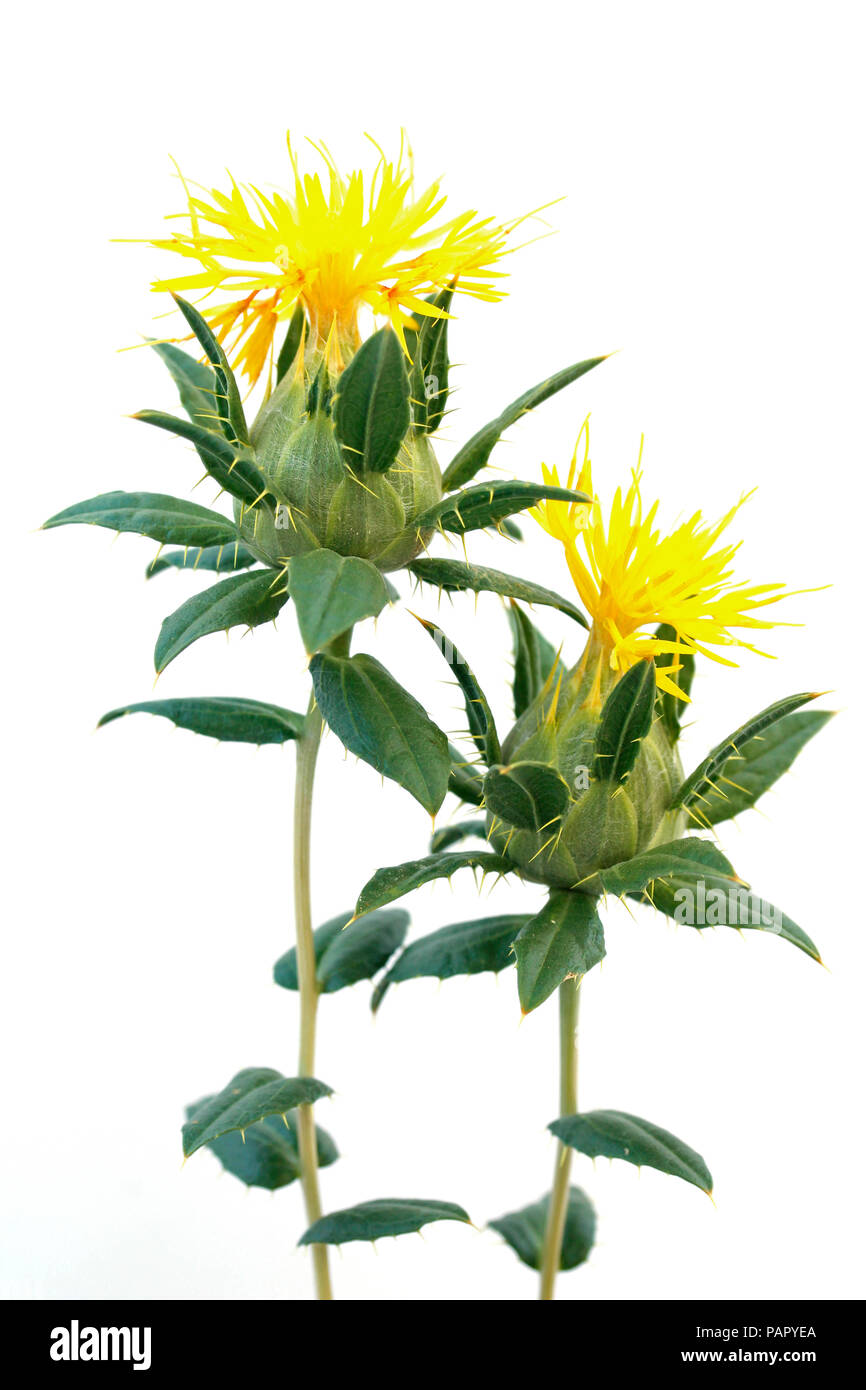 Carthame de carthame tinctorius Banque d'images détourées - Alamy