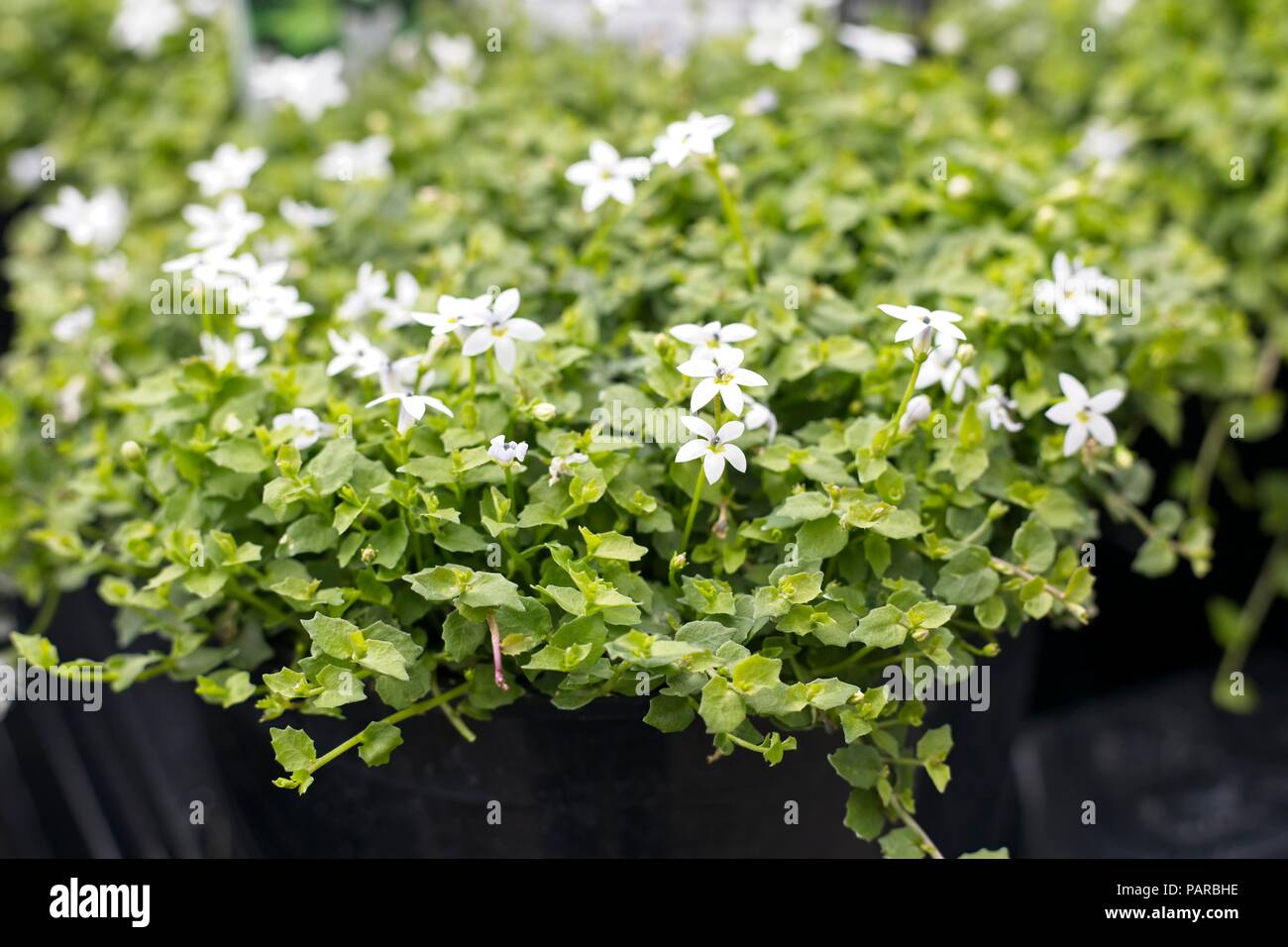 Pratia alba Banque de photographies et d’images à haute résolution - Alamy