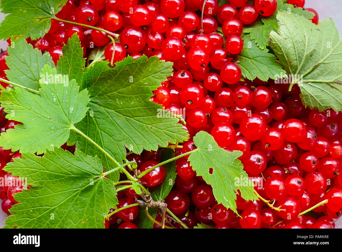 Groseille verte Banque de photographies et d’images à haute résolution ...