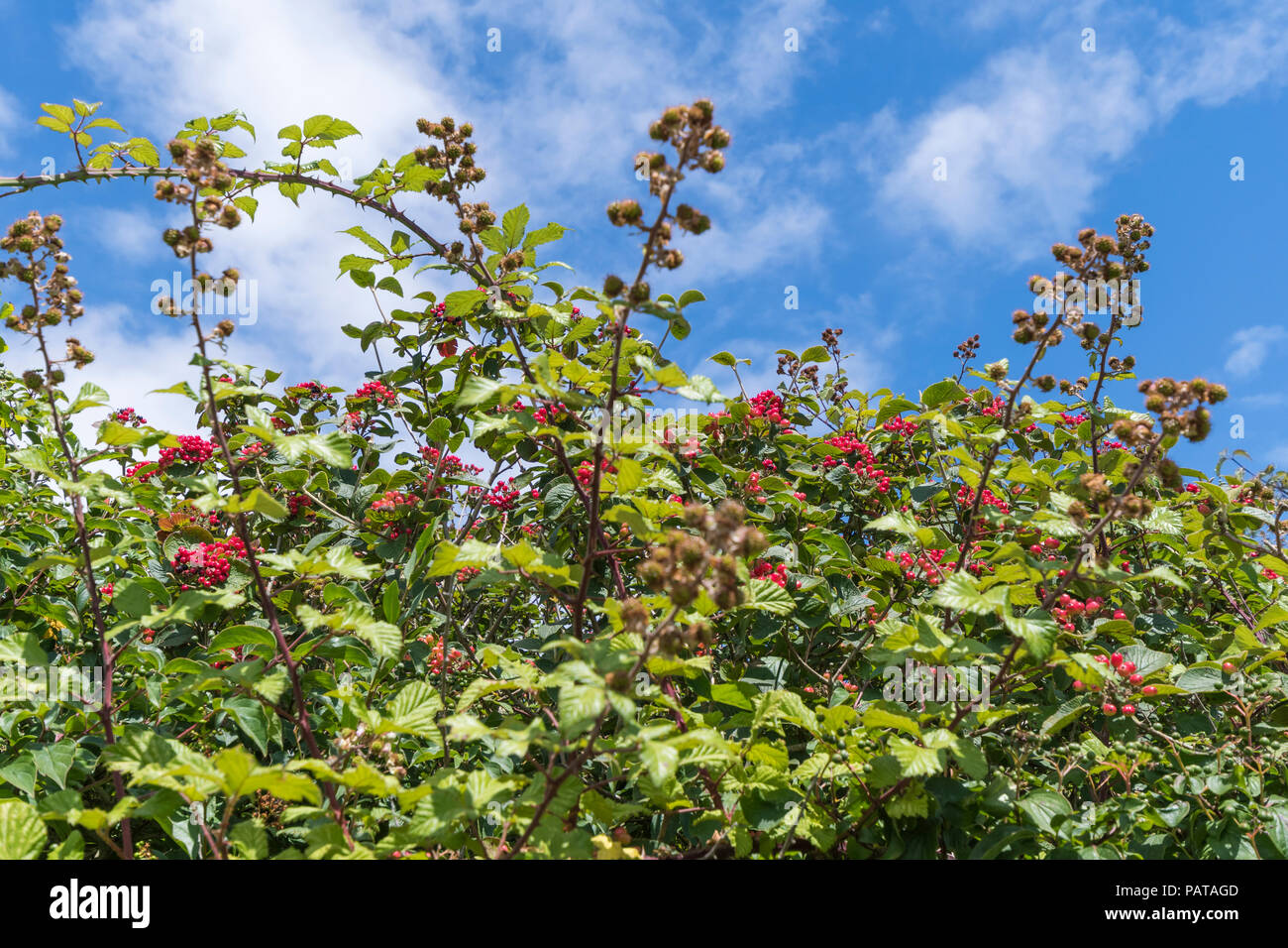 Viburnum lantana france Banque de photographies et d’images à haute ...