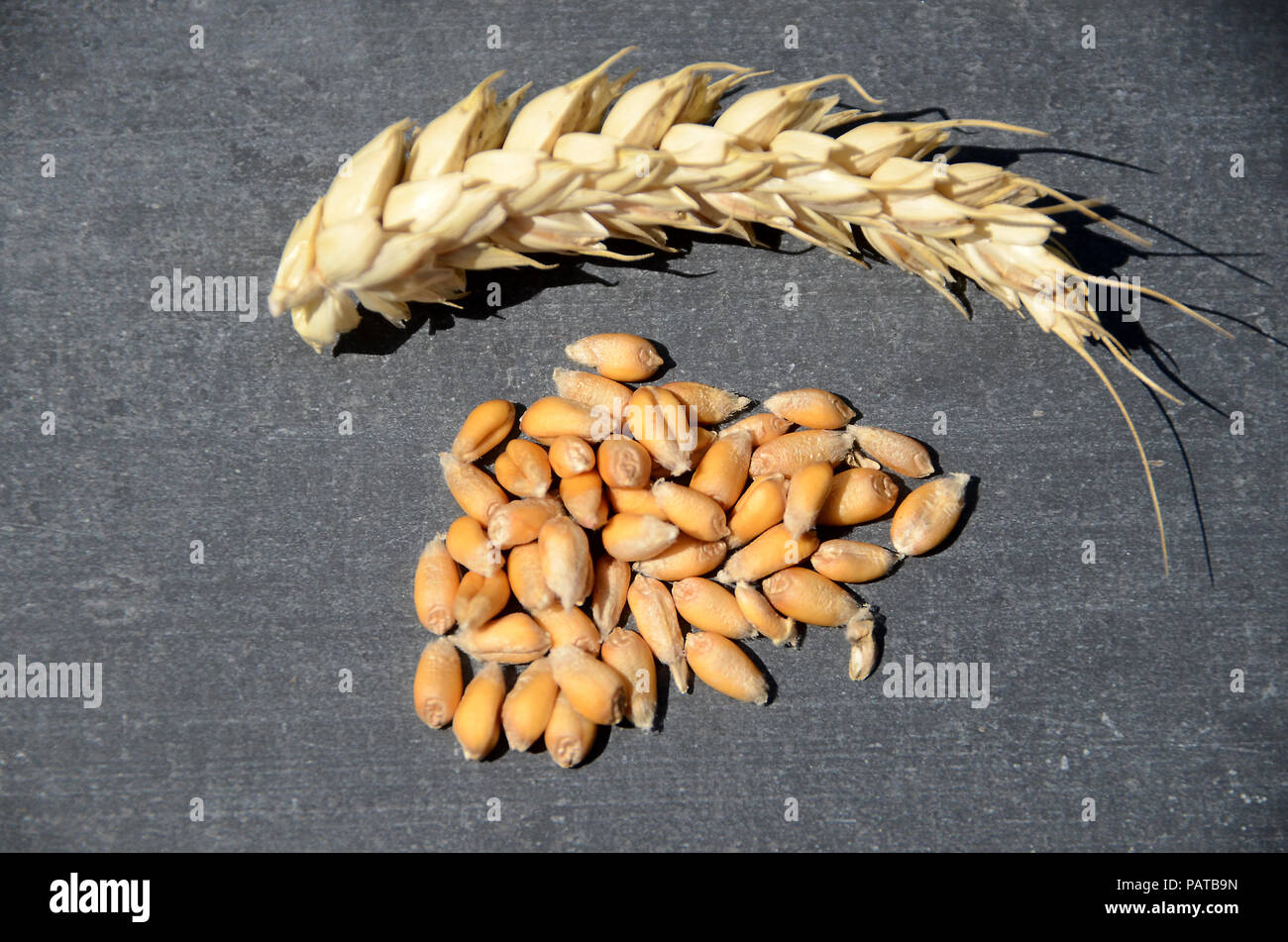 Germe de blé Banque de photographies et d’images à haute résolution - Alamy