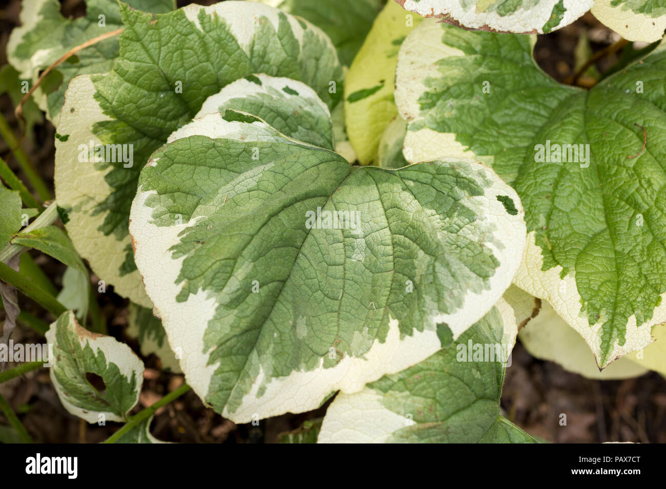Brunnera variegata Banque de photographies et d’images à haute ...