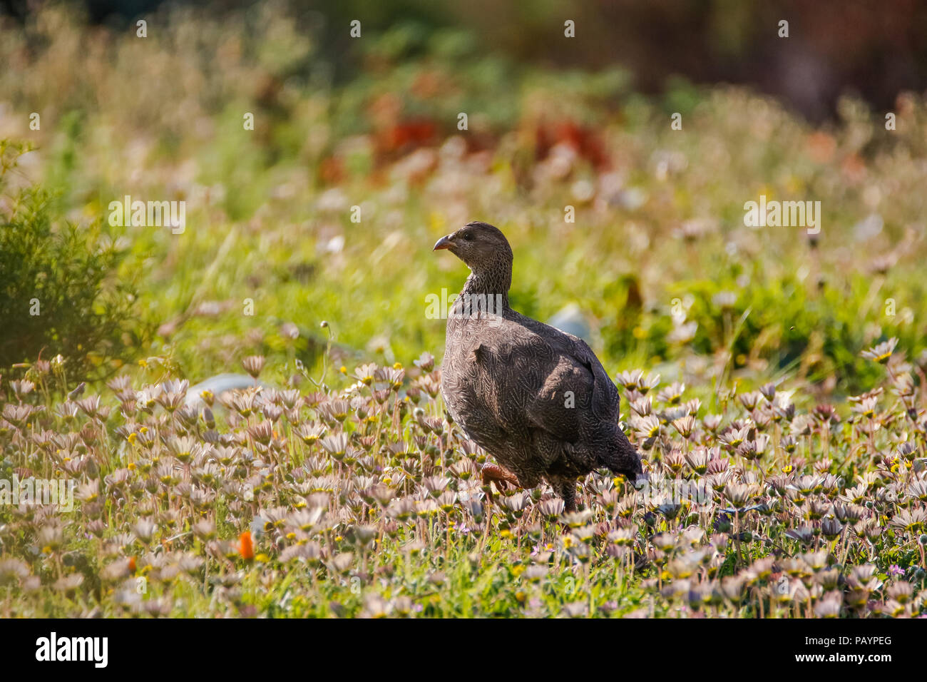 Perdrix photos Banque de photographies et d’images à haute résolution ...
