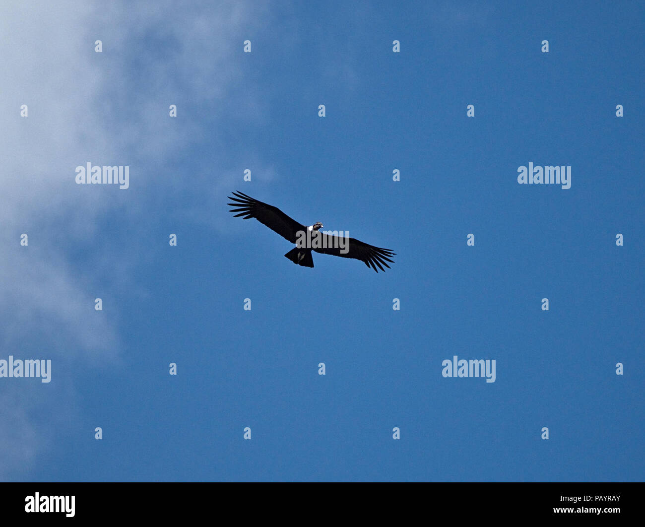 Un jeune condor des Andes (Vultur gryphus) survolant la réserve de ...