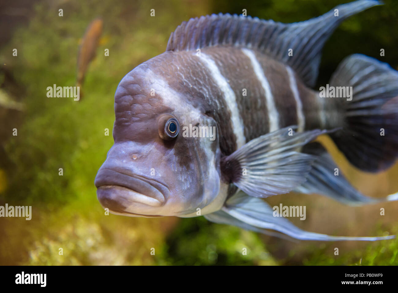 Cyphotilapia frontosa poisson endémique au lac Tanganyika Frontosa ...