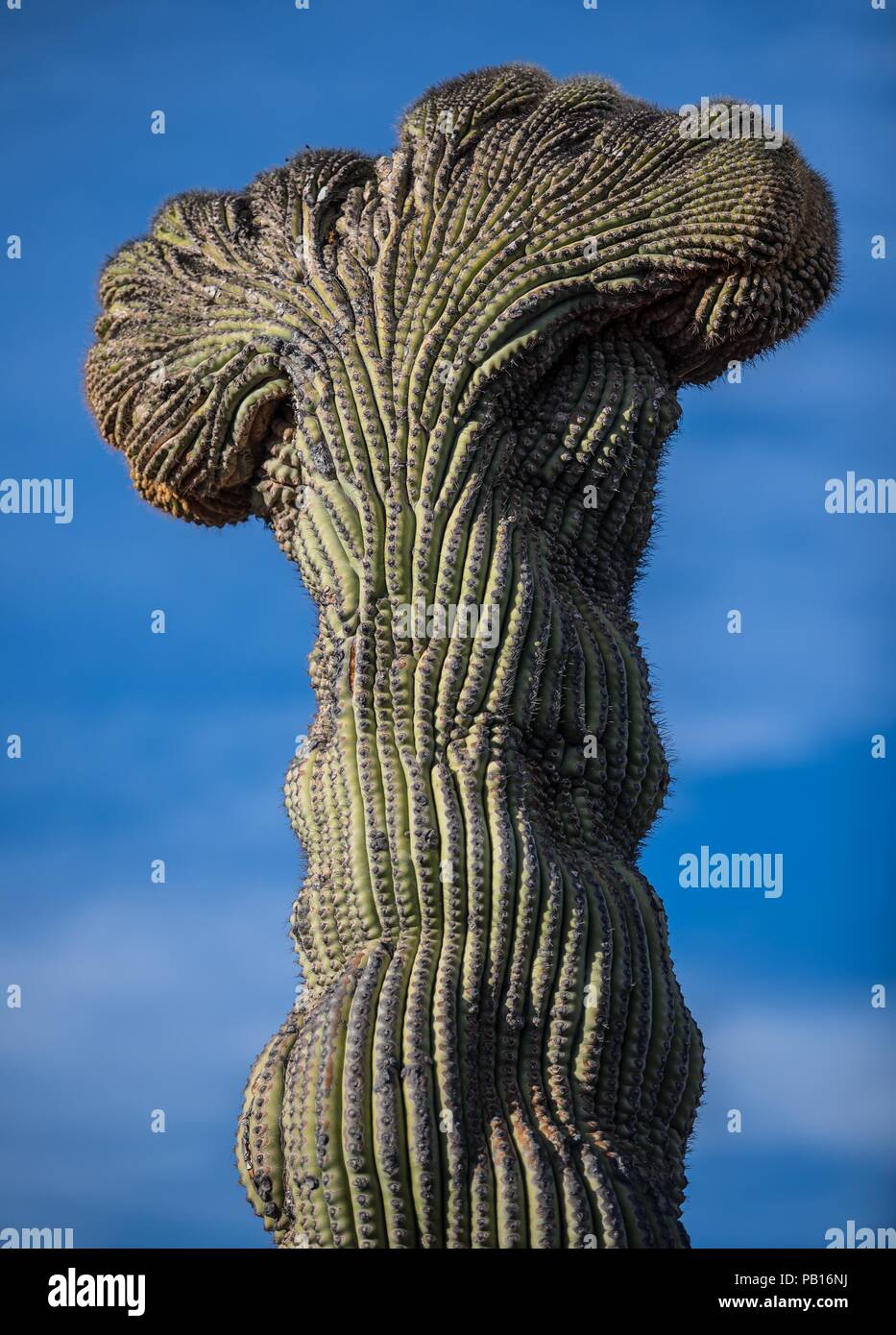 Detalle de cactus que formaparte Sahuaros de un bosque de matorral y ...