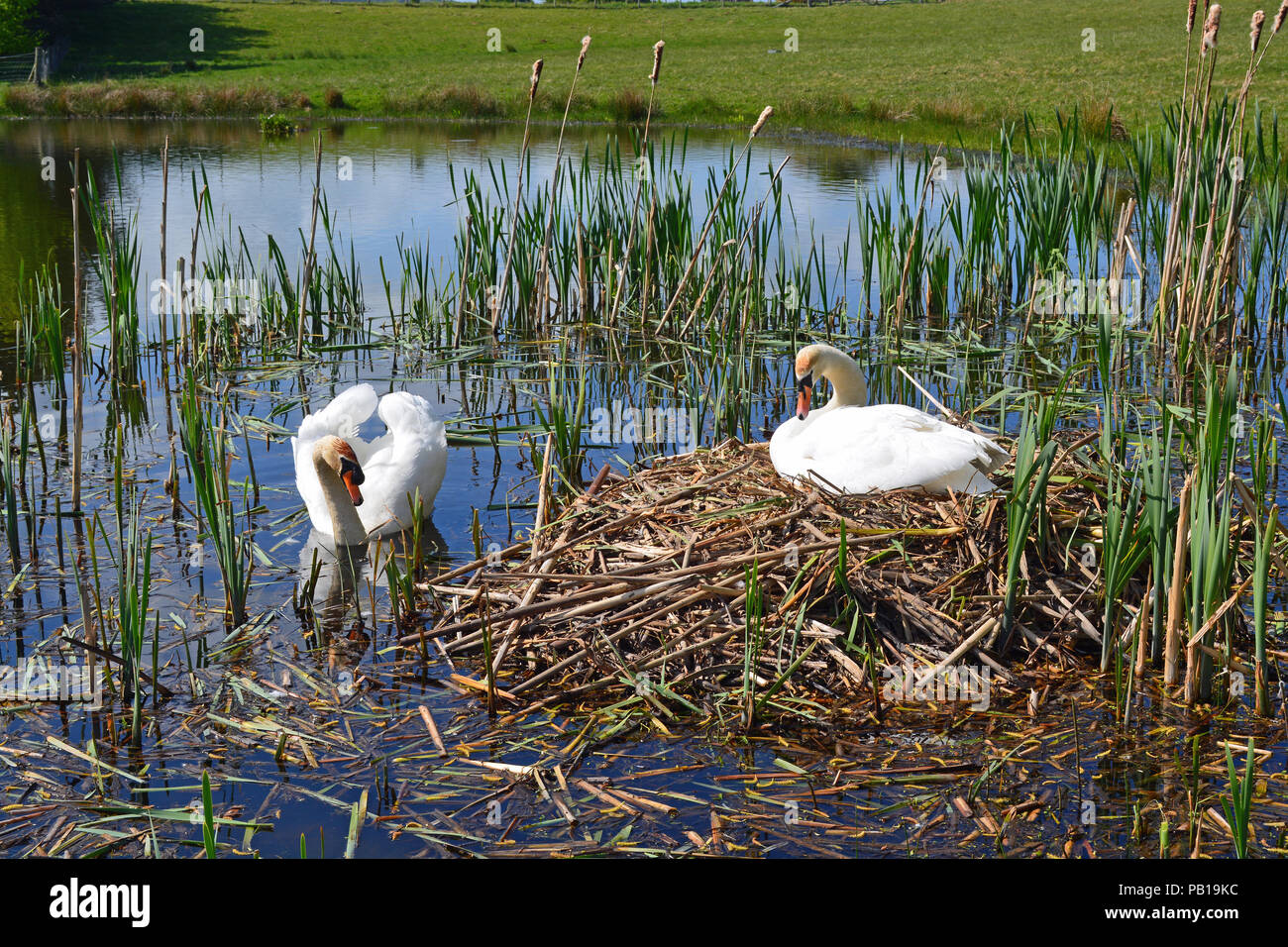 œufs de cygnes Banque de photographies et d’images à haute résolution - Alamy