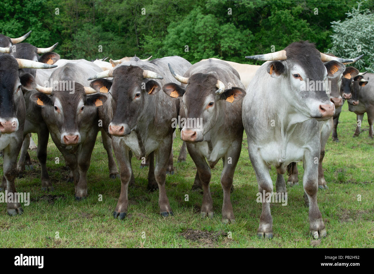 Bazadaise vaches et veaux daisy dans le pré, Gironde, France Photo ...