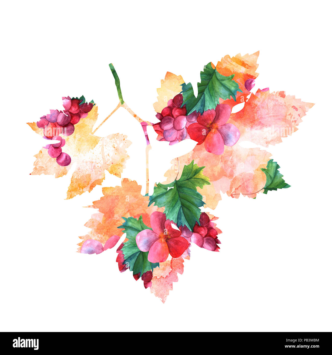 Dessin Artistique De Vigne Banque d'image et photos - Alamy