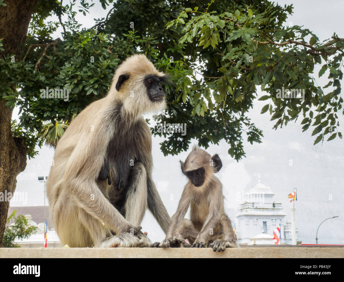 Singes entelle langur ou gris ou langur Hanuman (Semnopithecus animaux ...