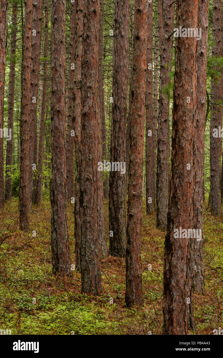 Pin rouge Banque de photographies et d’images à haute résolution - Alamy