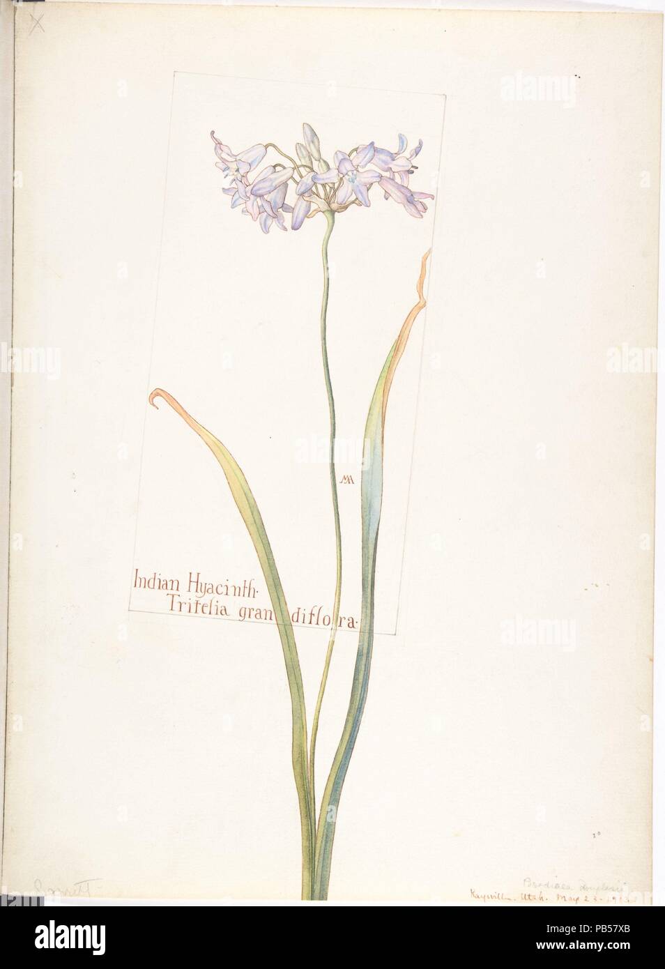 Tritelia grandiflora Banque de photographies et d’images à haute ...