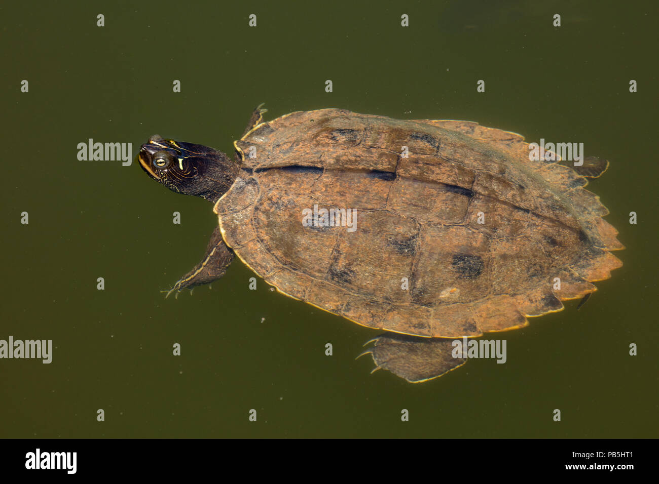 La tortue géographique (Graptemys geographica) ou tortue géographique ...