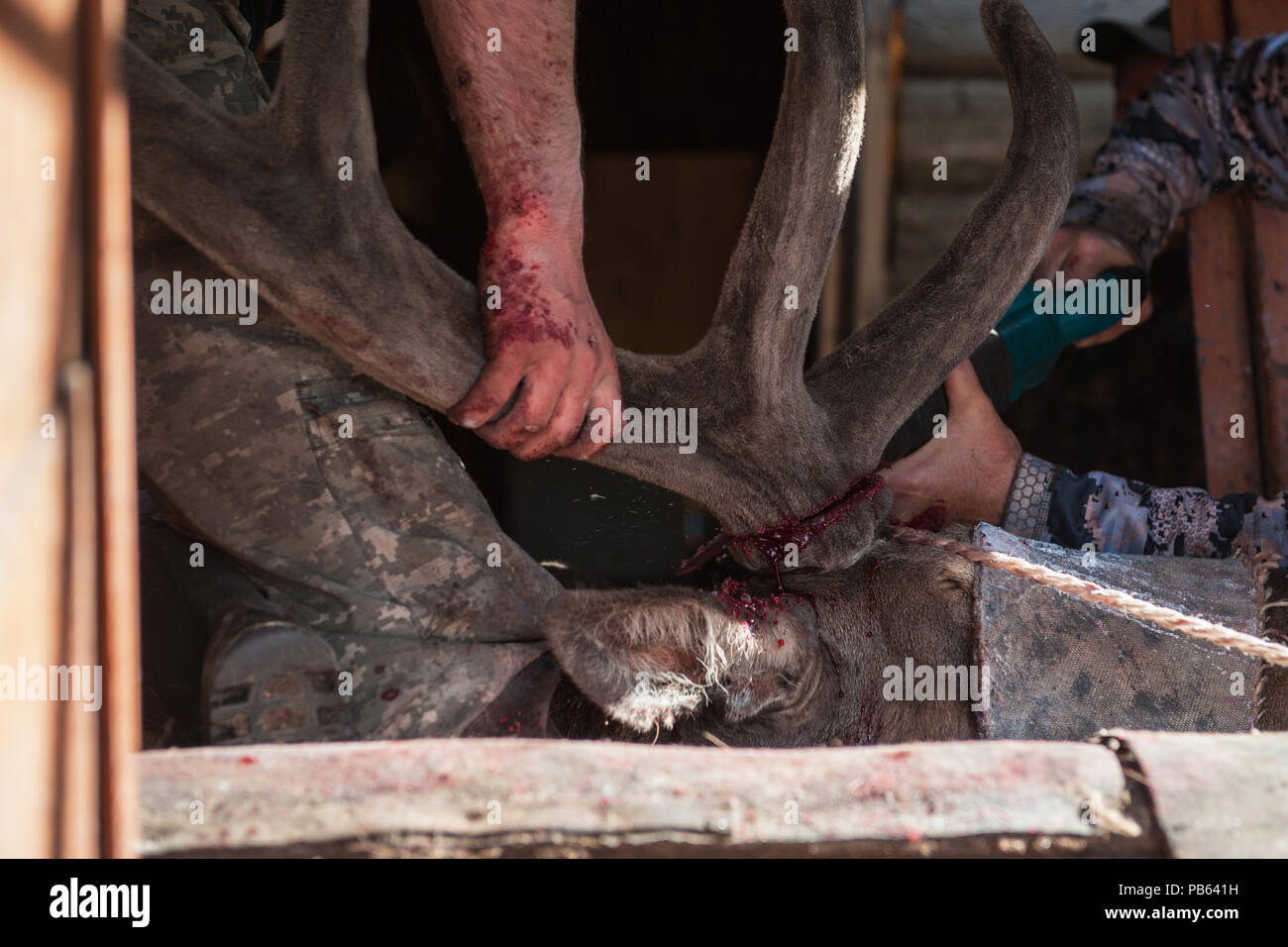 Maral animal Banque de photographies et d’images à haute résolution - Alamy