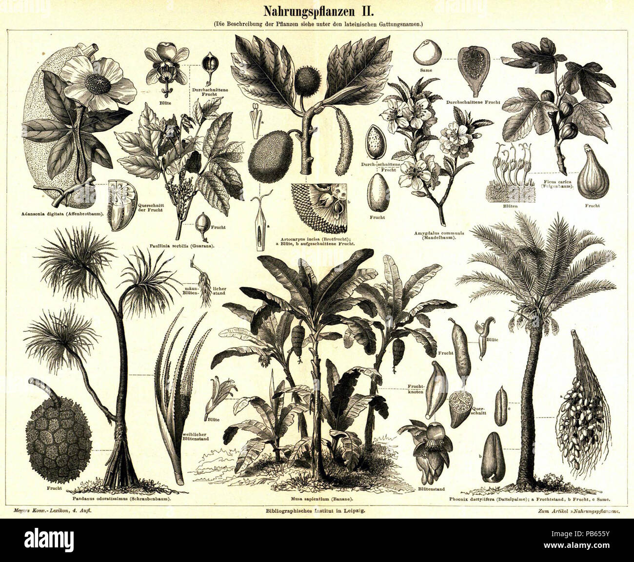 Musa sapientium Banque de photographies et d’images à haute résolution ...