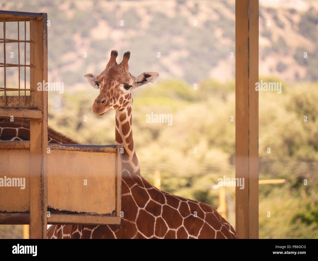 Girafe En Captivité Banque d'image et photos - Alamy