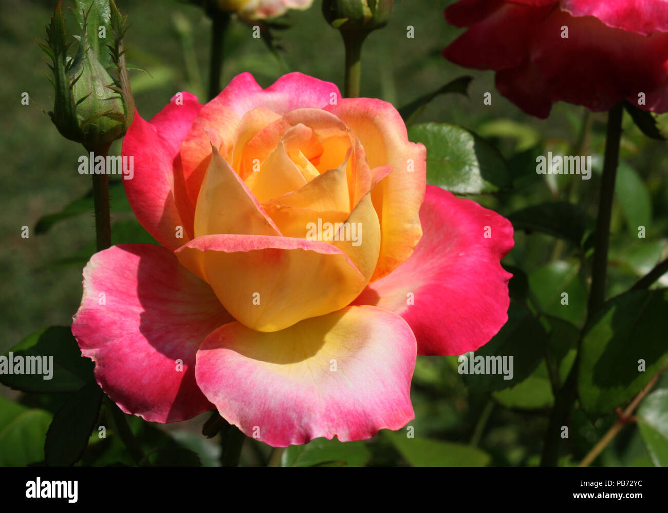 Rose pullman orient express Banque de photographies et d’images à haute ...