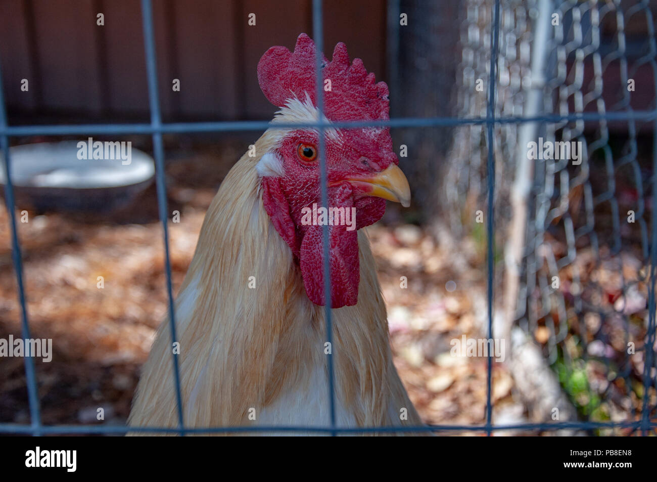 Coq De Basse Cour Banque Dimage Et Photos Alamy