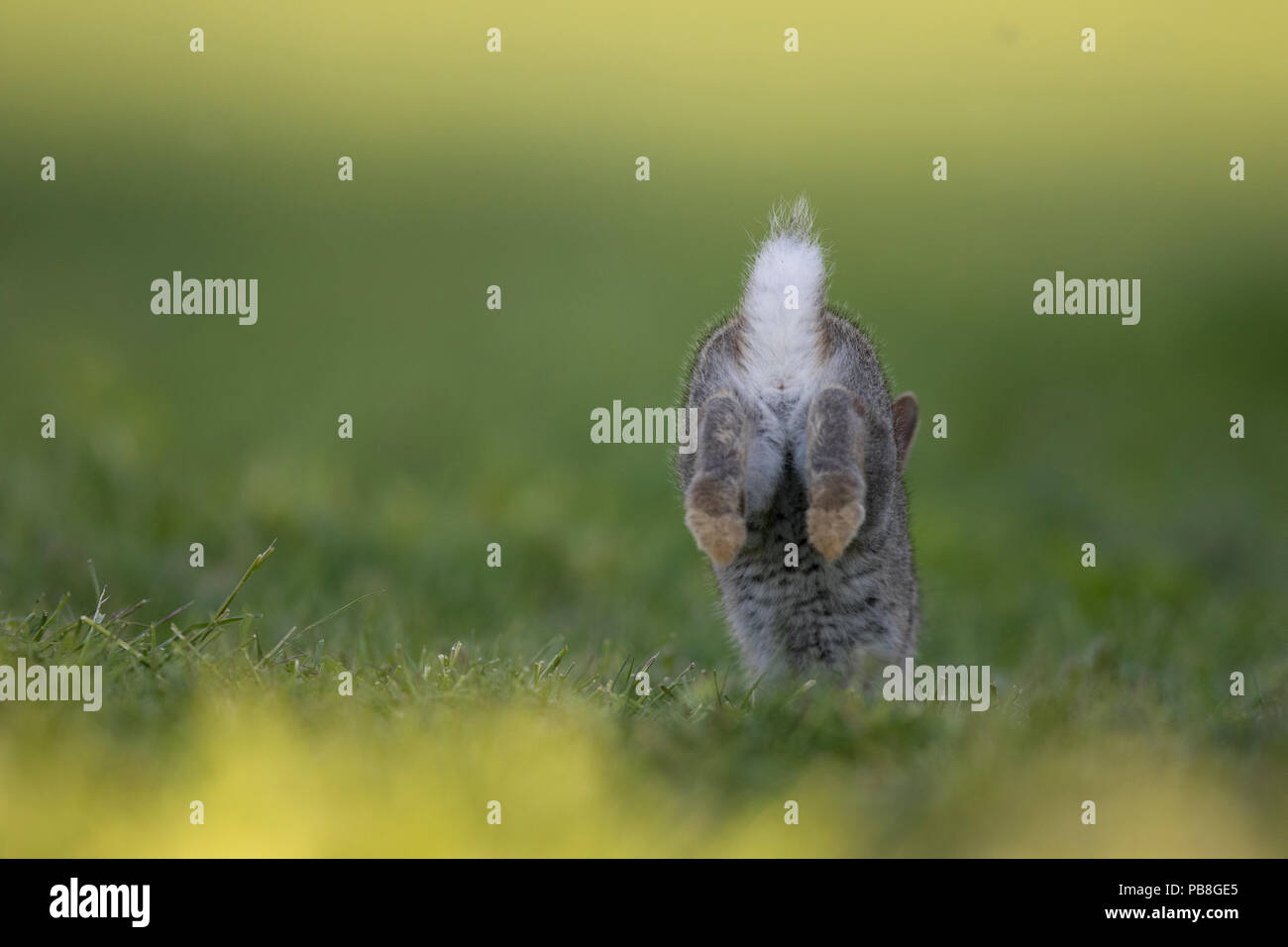 Queues de lapins Banque de photographies et d’images à haute résolution ...