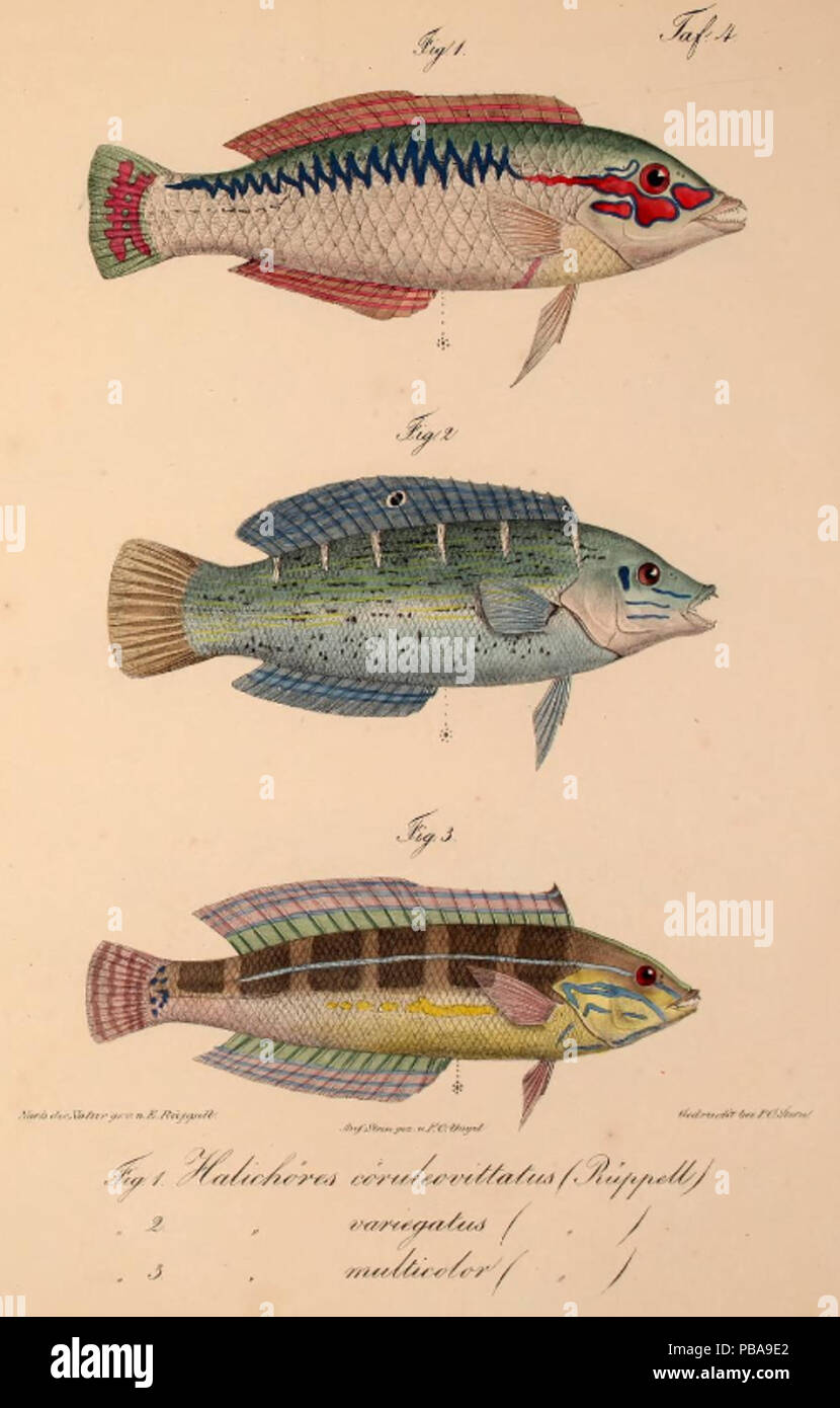 Coris variegata Banque de photographies et d’images à haute résolution ...