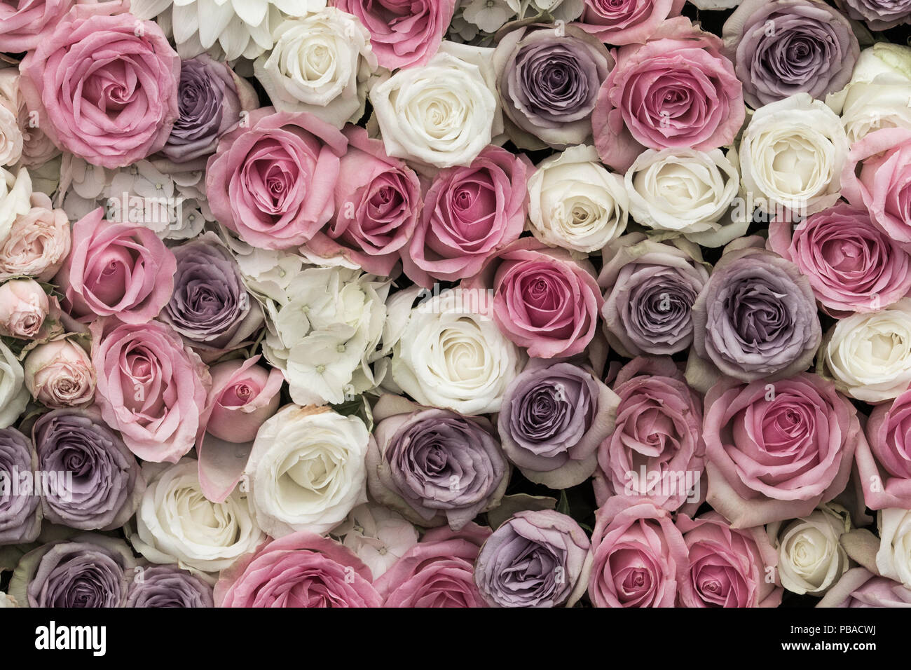 Fond Rose fleurs rose mauve et blanc Photo Stock - Alamy