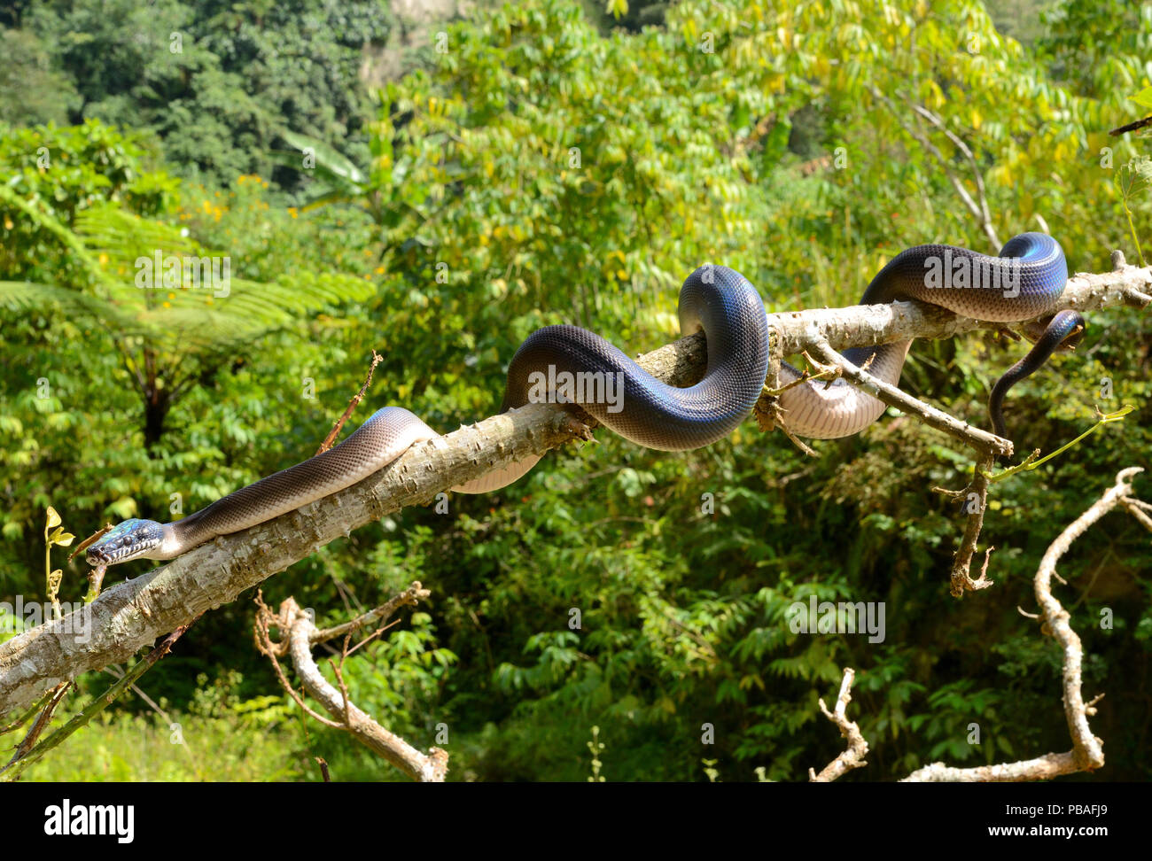 Morelia albertisii Banque de photographies et d’images à haute ...