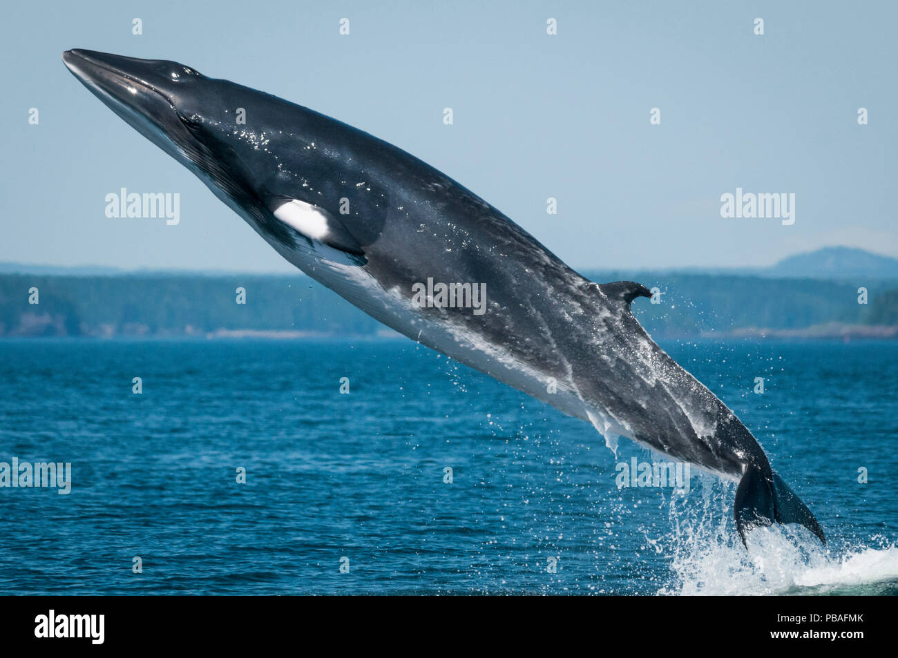 Common minke whale Banque de photographies et d’images à haute ...