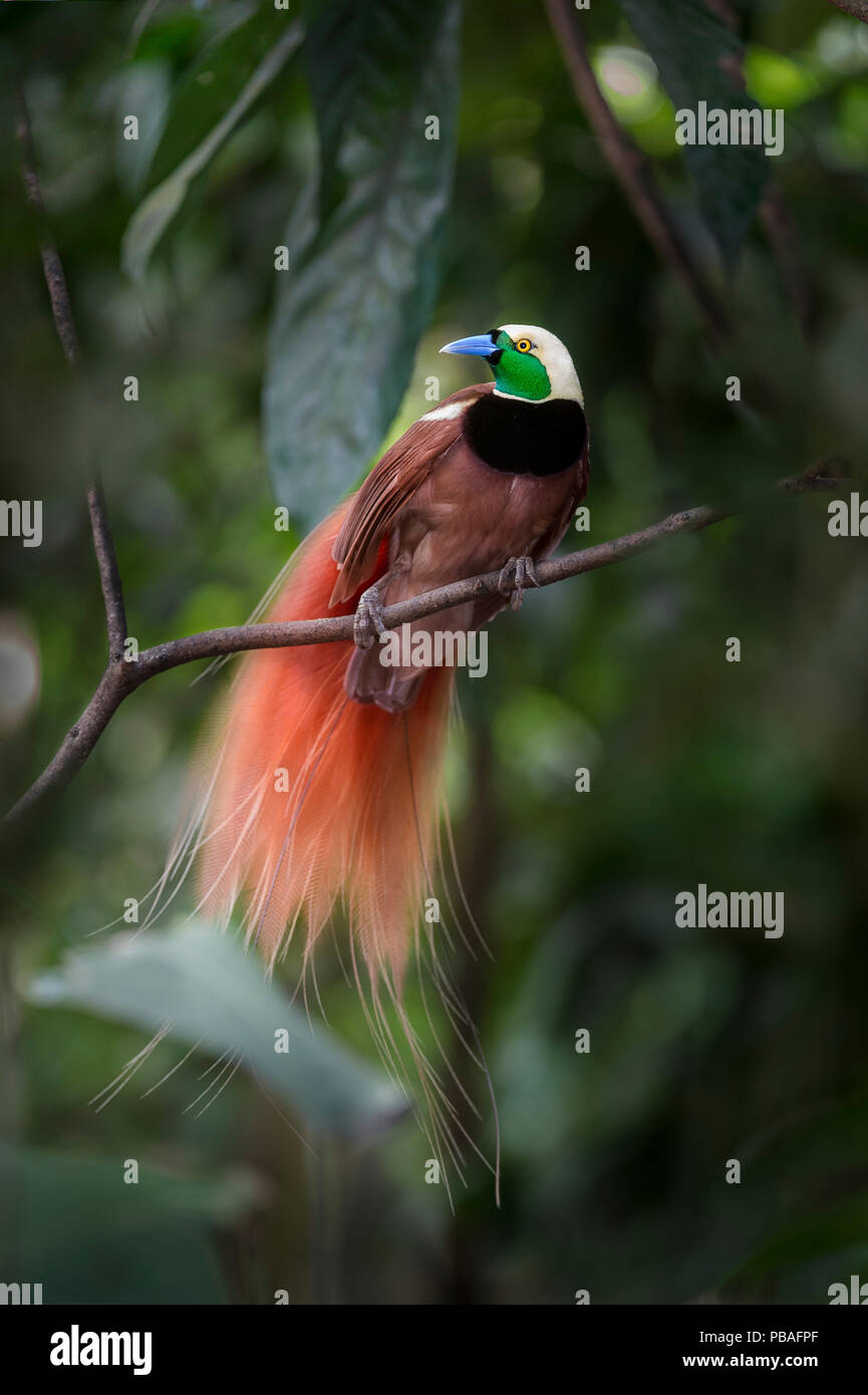 Parc animalier paradisiaque Banque de photographies et d’images à haute ...