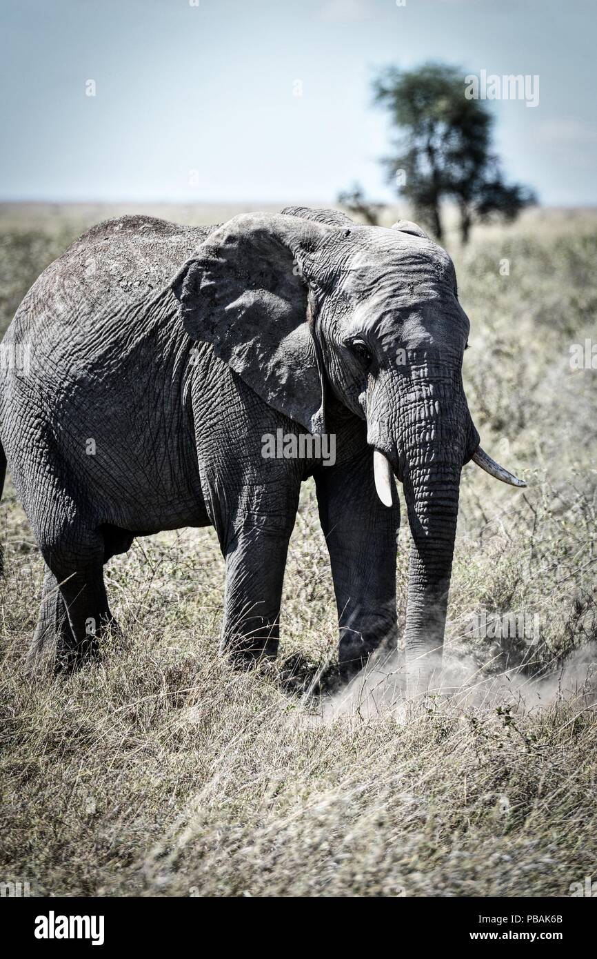 Faune de la tanzanie Banque de photographies et d’images à haute ...
