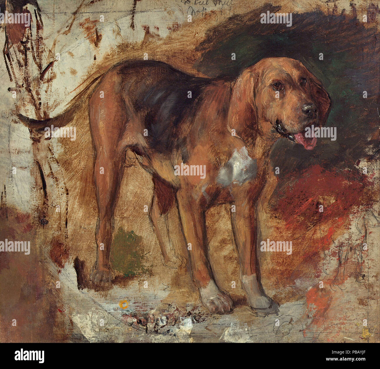 Chasse au limier Banque d'image et photos - Alamy