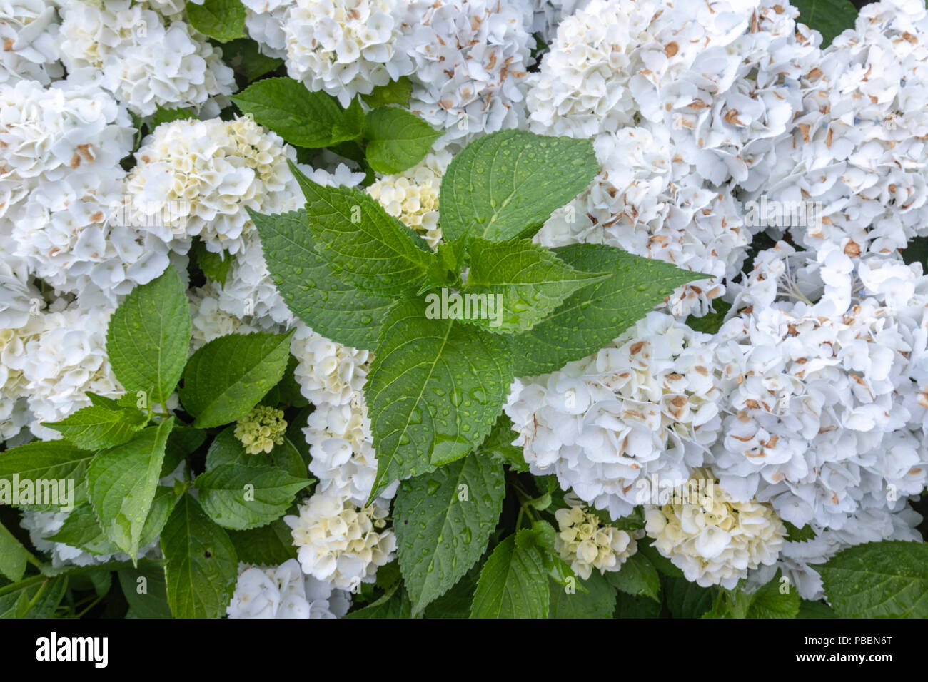 Hydrangea macrophylla blanc sur l''île de Faial, Açores, Portugal Photo ...