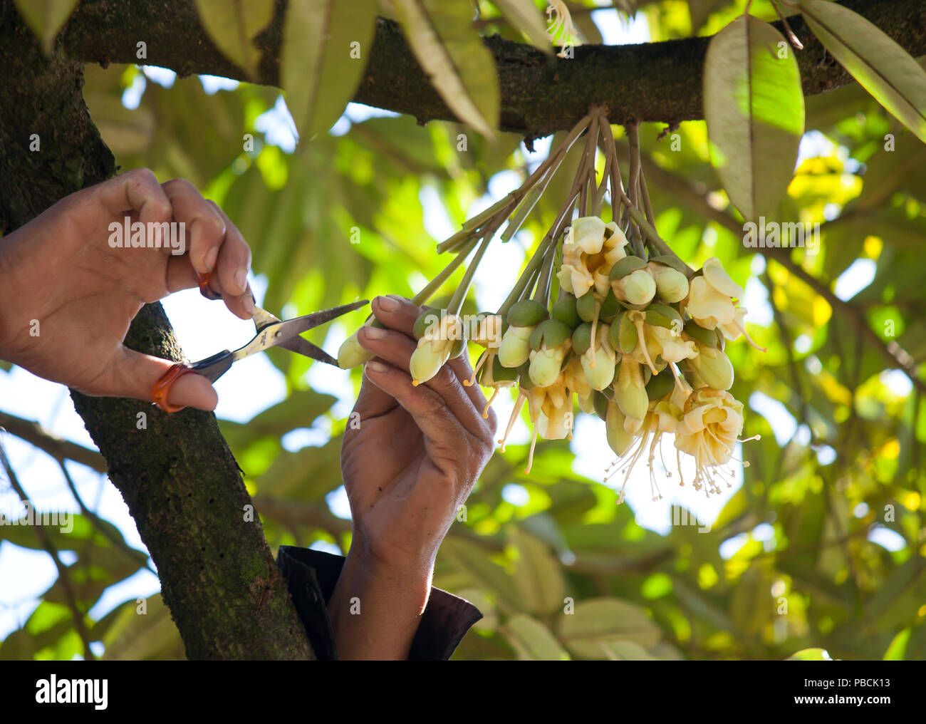 Fleur de durian Banque de photographies et d’images à haute résolution ...