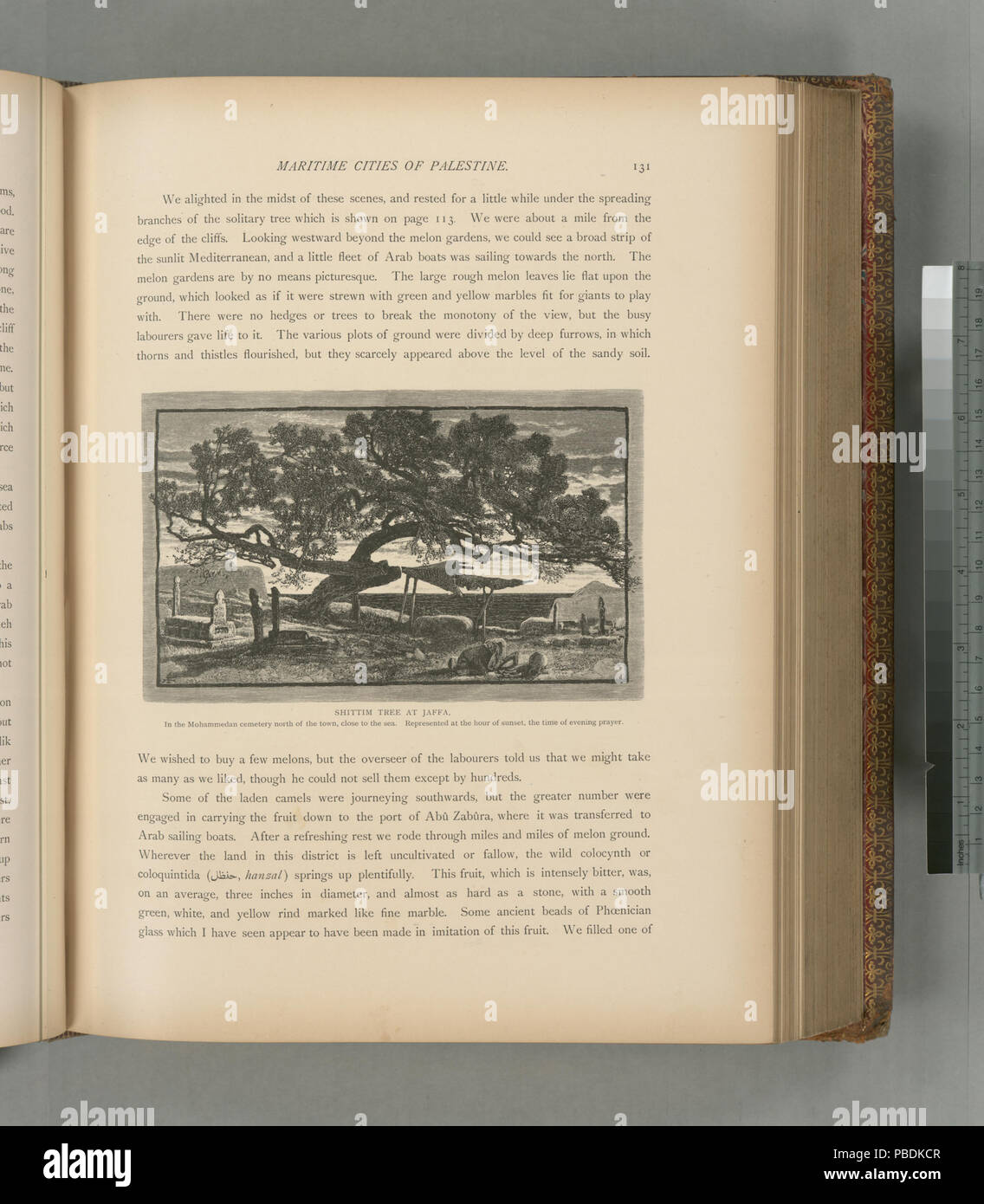 Shittim tree Banque de photographies et d’images à haute résolution - Alamy