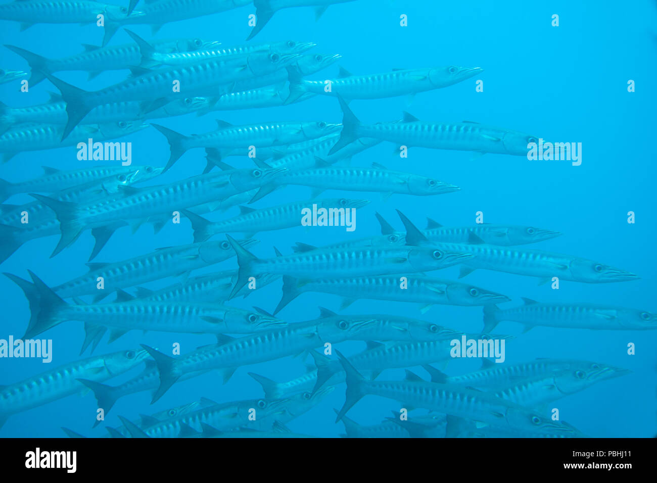 Barracuda géant Banque de photographies et d’images à haute résolution - Alamy